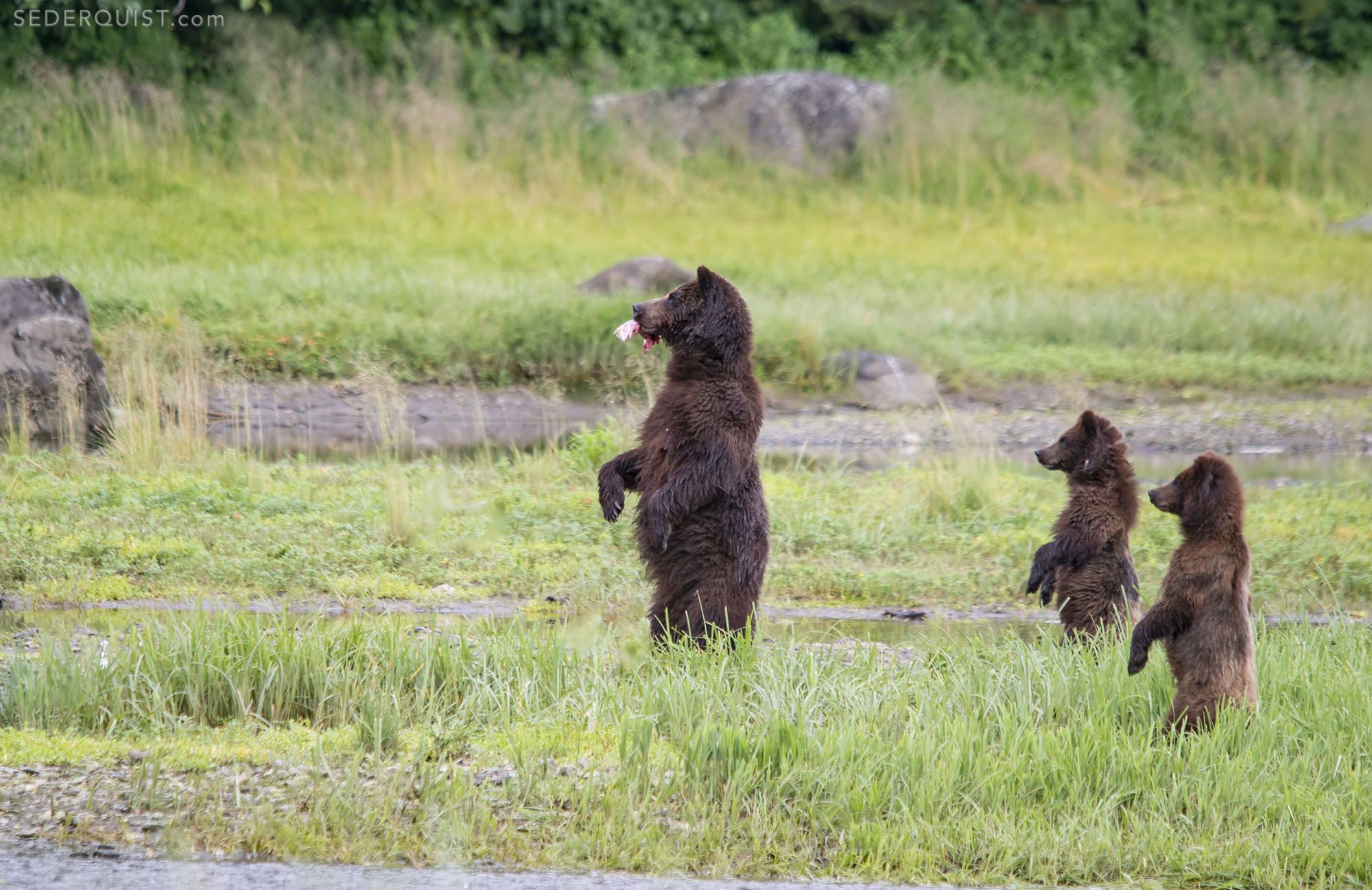 Vigilant Brown Bear Mom and Cubs, Pack Creek - Betty Sederquist Photography
