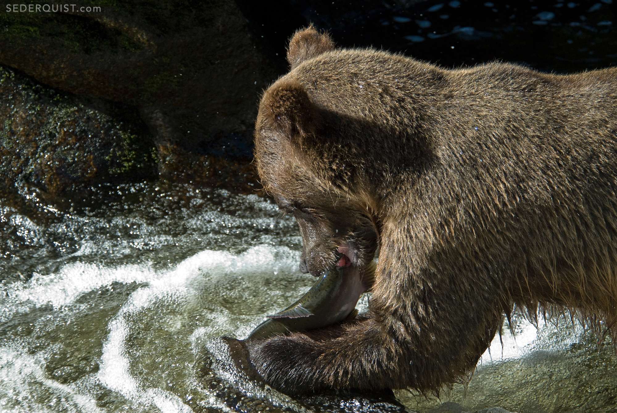 bear-and-fish-anan-creek-alaska - Betty Sederquist Photography