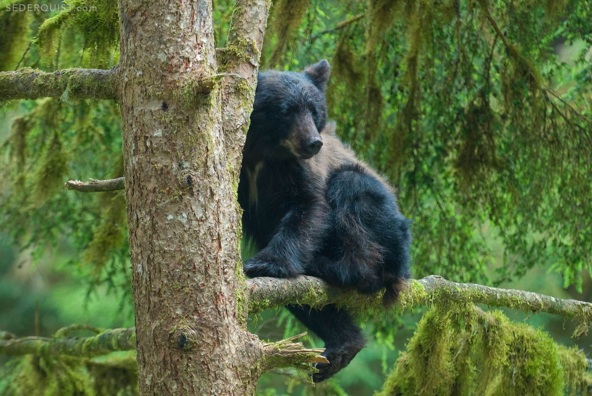 Bear Cub in Tree, Anan Creek, Alaska - Betty Sederquist Photography