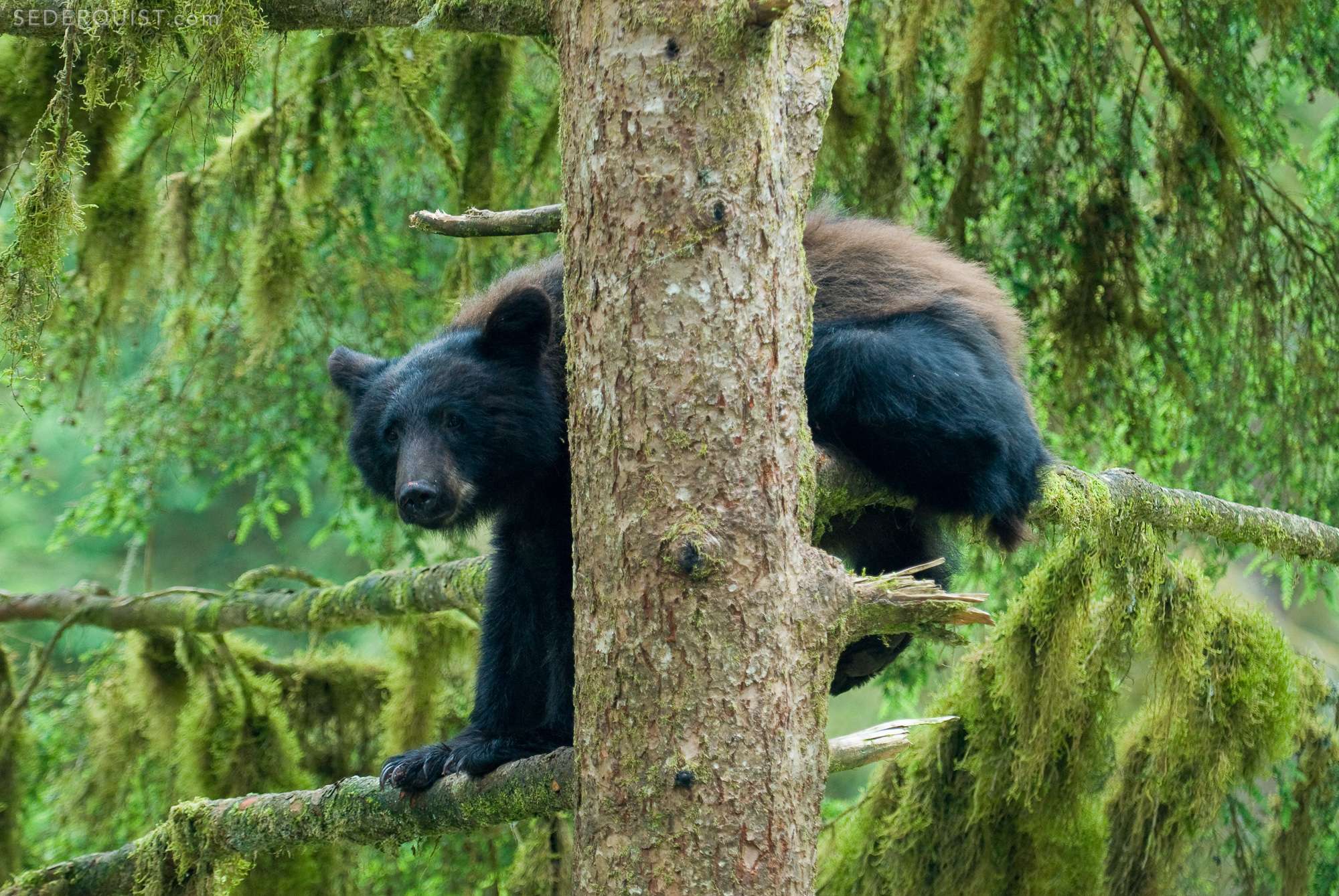 bear-cub-tree-climber-alaska - Betty Sederquist Photography