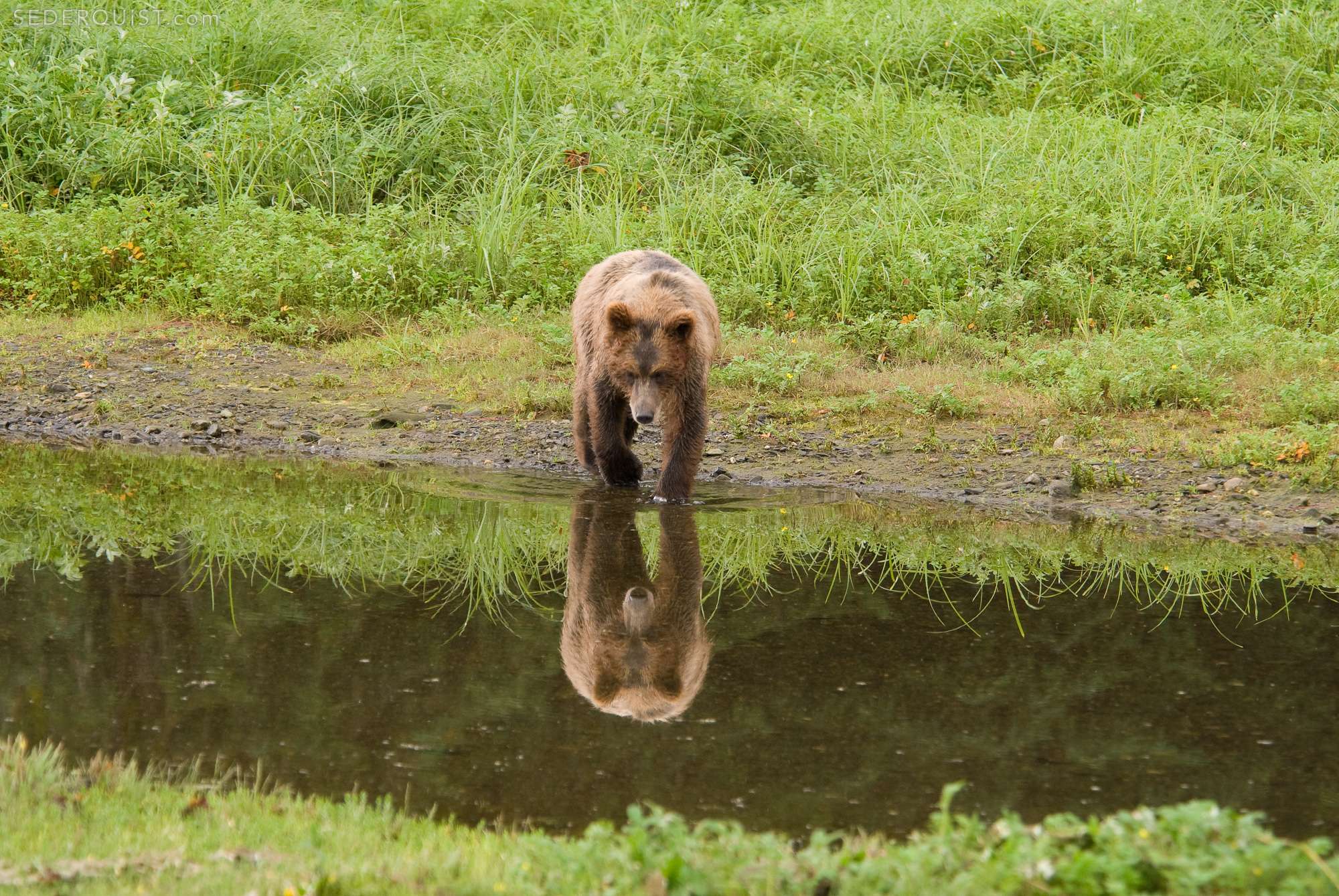 bear-reflection-admiralty-island-alaska - Betty Sederquist Photography