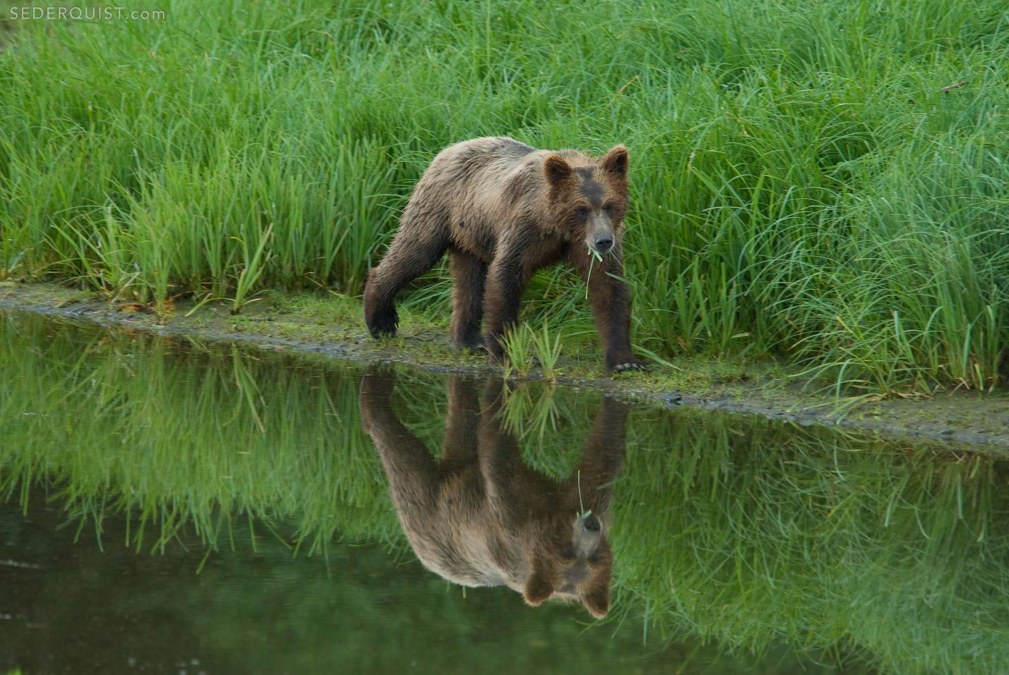 Bear Reflection, Pack Creek, Alaska - Betty Sederquist Photography