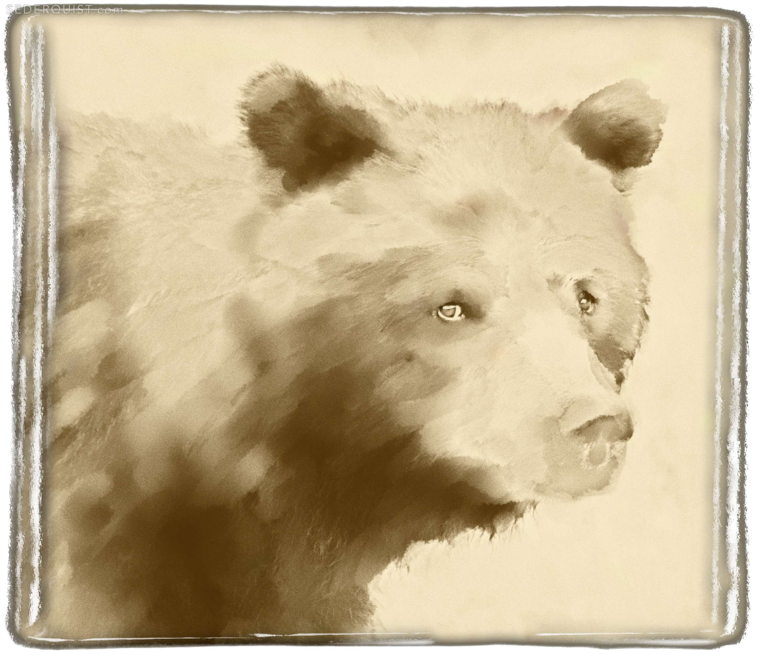 Brown Bear Eye to Eye, Pack Creek, Alaska - Betty Sederquist Photography