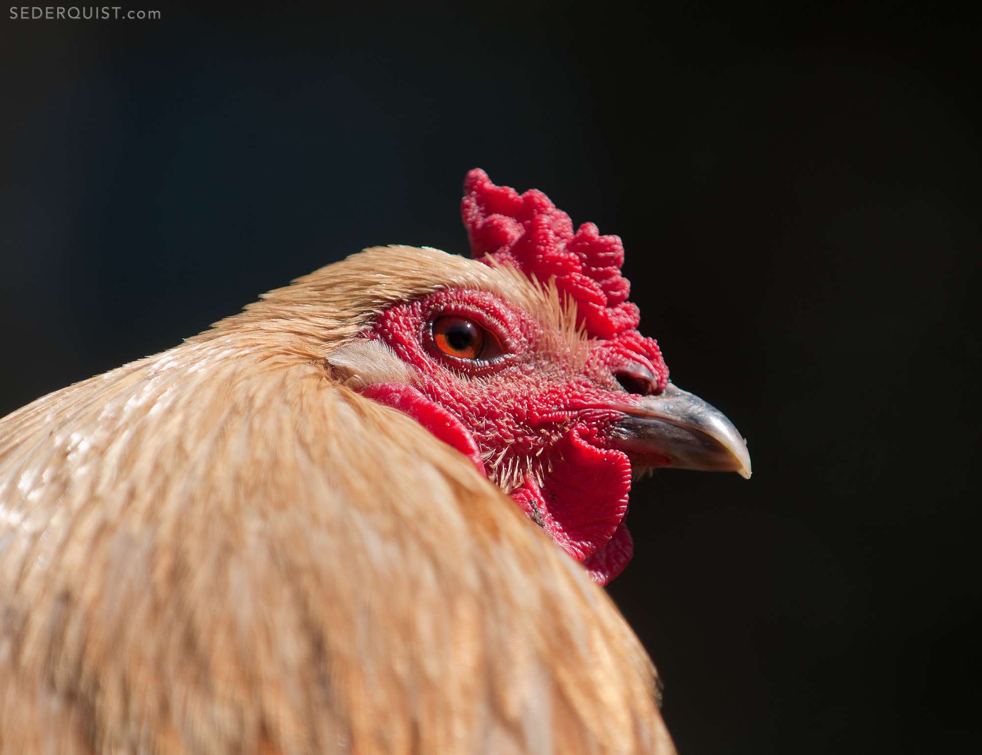 Chicken at Folsom Zoo - Betty Sederquist Photography