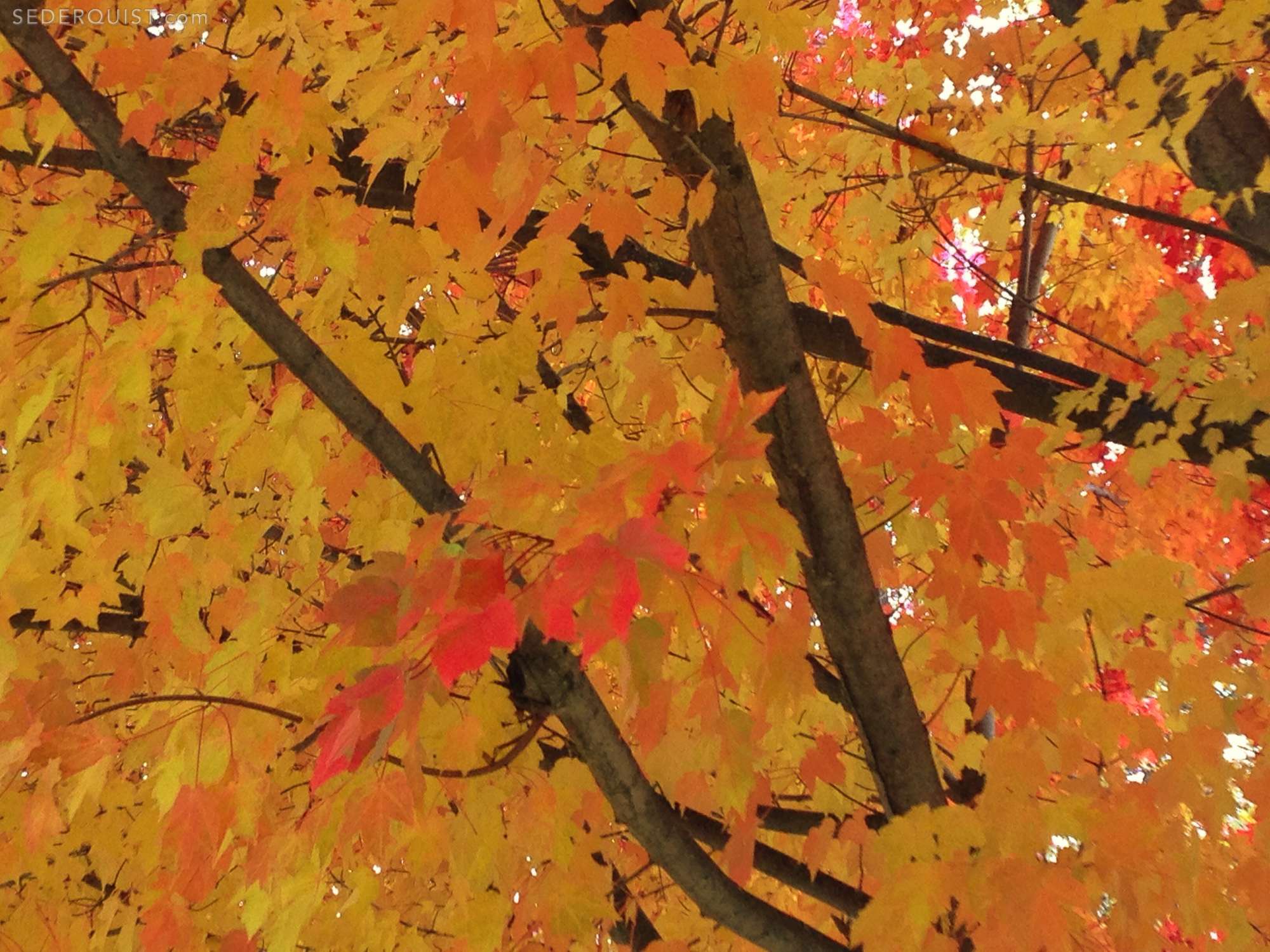 Liquid Amber in Autumn - Betty Sederquist Photography