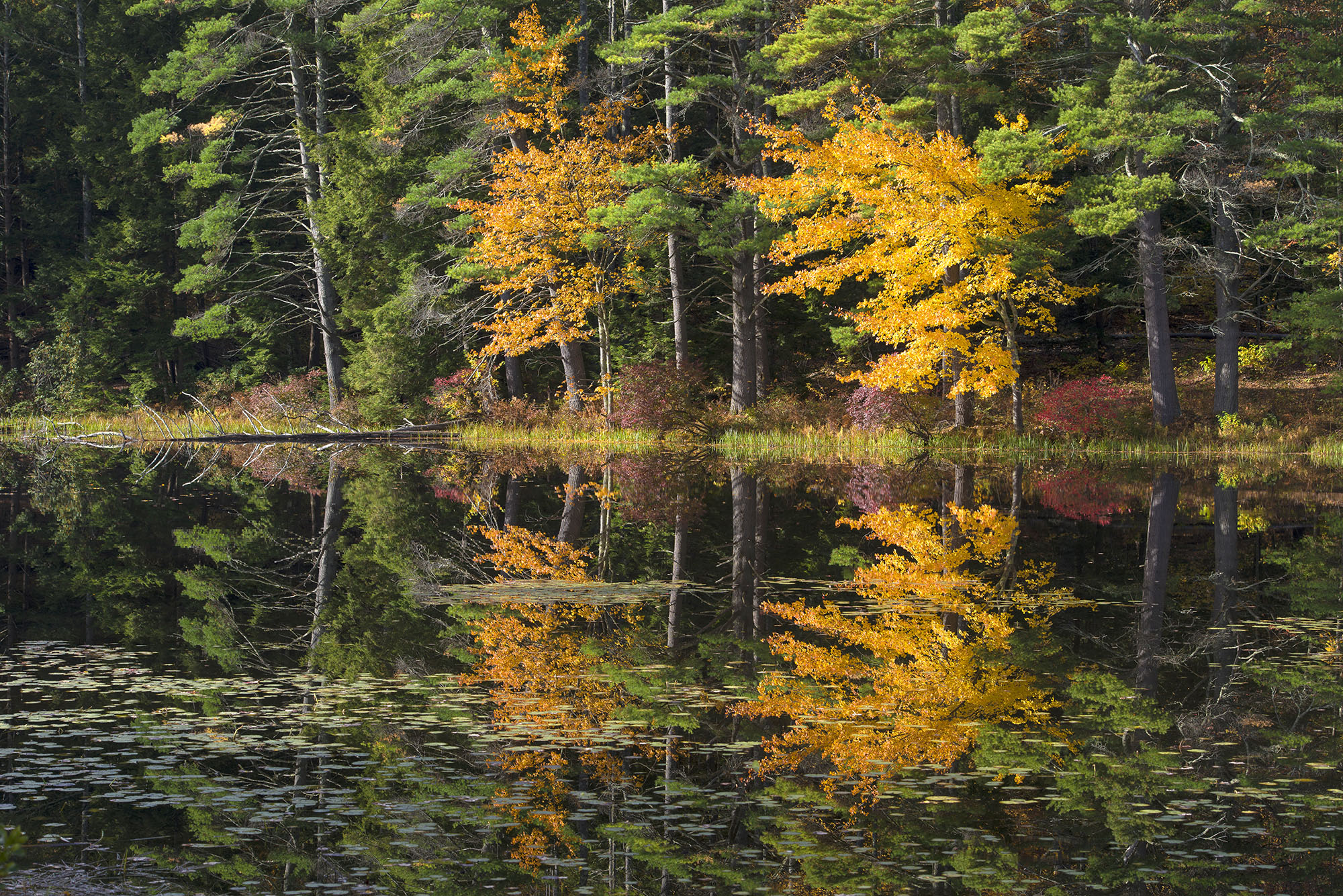 Fall Color Reflection - Betty Sederquist Photography