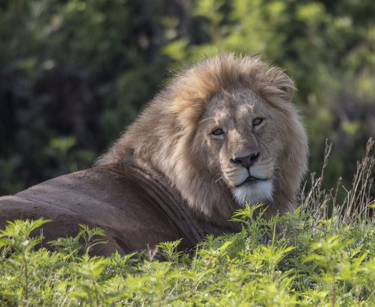 Fine Male Lion, Ngorongoro - Betty Sederquist Photography