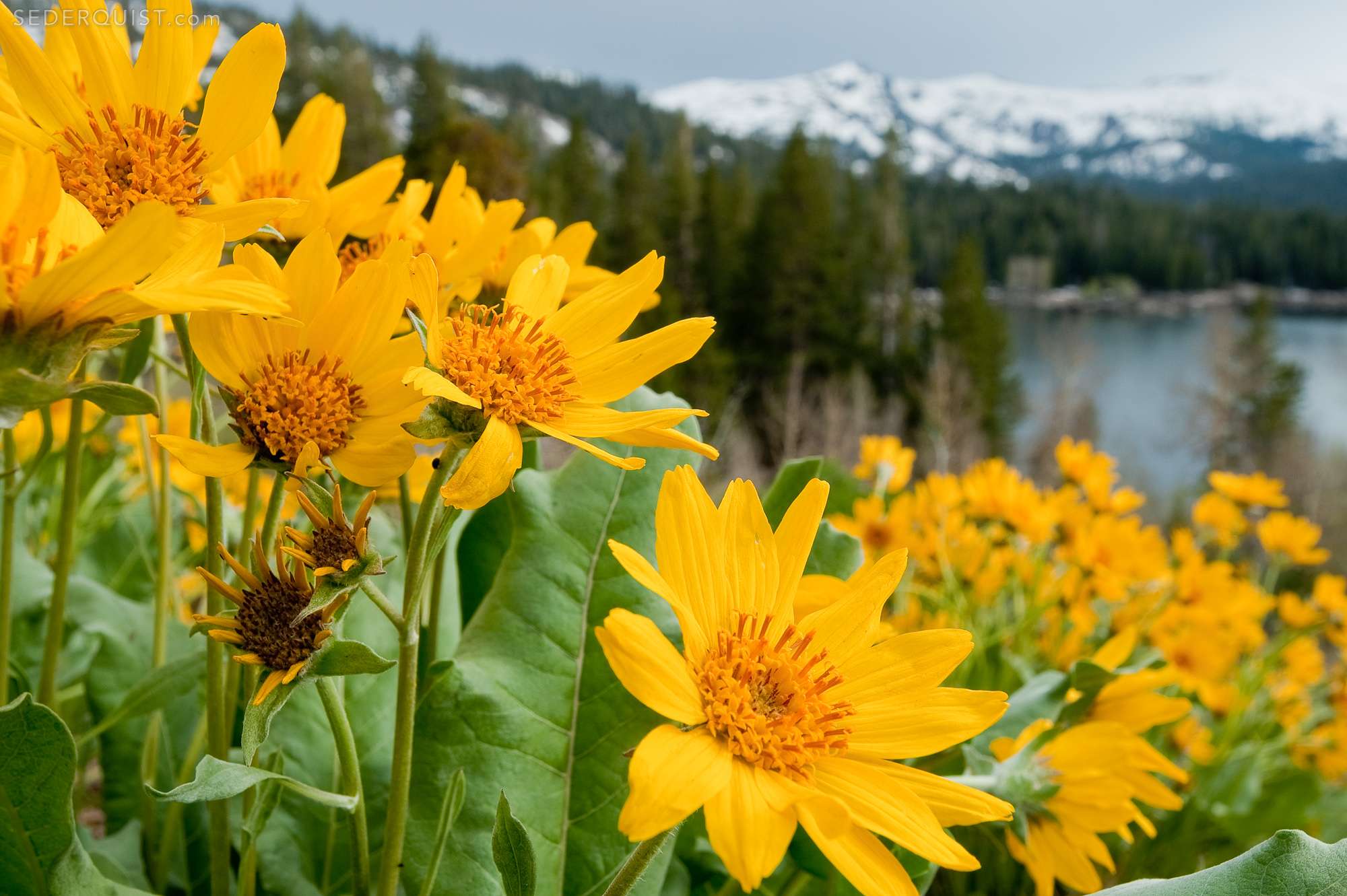 Mule Ear Flowers near Caples Lake, Carson Pass - Betty Sederquist ...