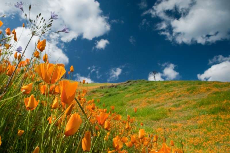 California Poppies, Mount Murphy, Coloma - Betty Sederquist Photography