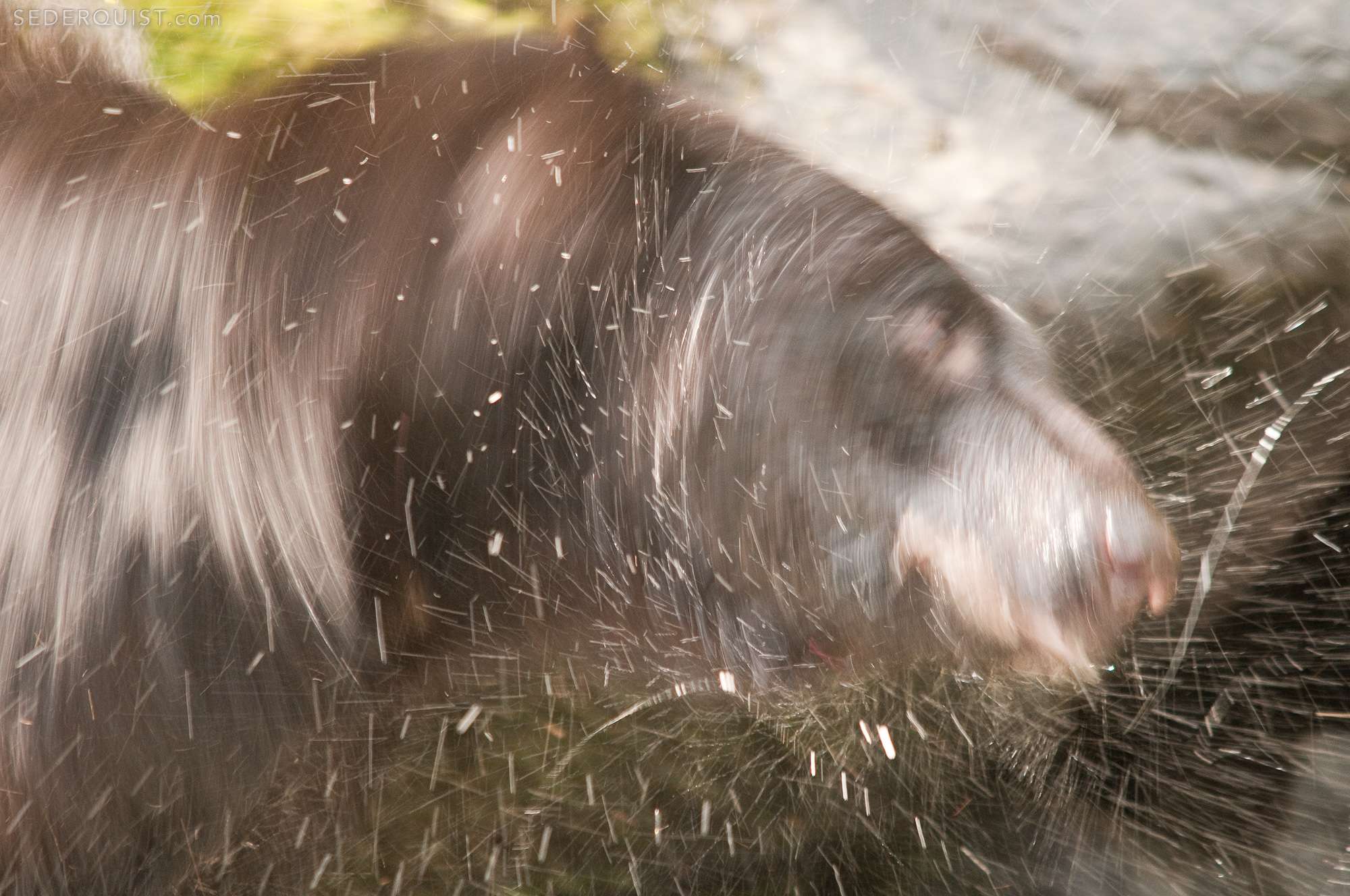 shaking-bear-anan-creek-alaska - Betty Sederquist Photography
