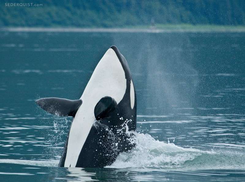 Spyhopping Orca, Alaska - Betty Sederquist Photography