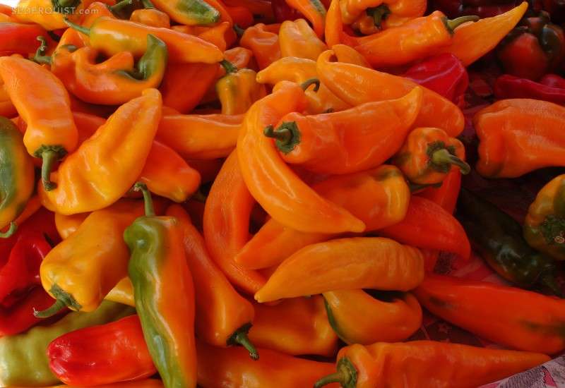 Sweet Orange Peppers, Placerville Farmers' Market - Betty Sederquist ...