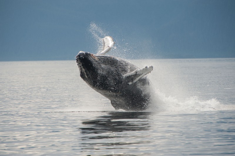 Photographing Alaska's Mighty Humpback Whales - Betty Sederquist ...